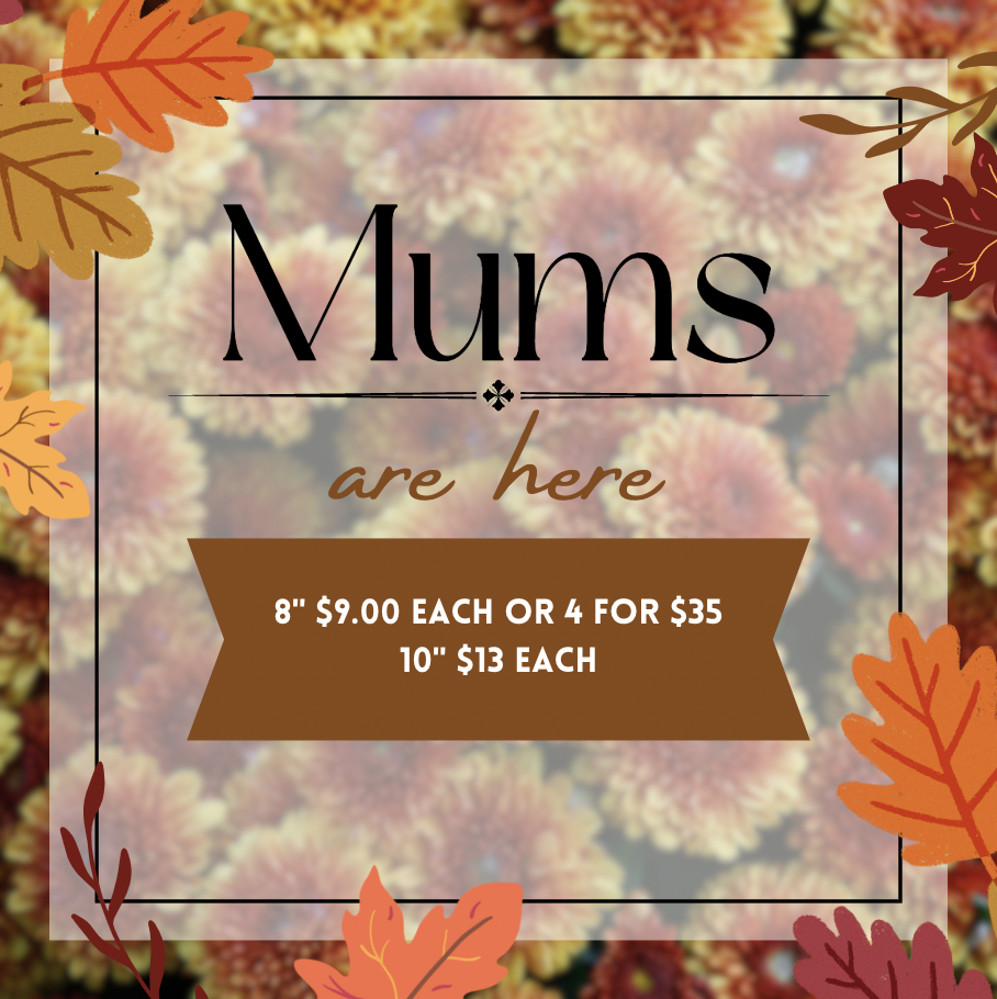 Mums are here! – Matthews Greenhouses Inc