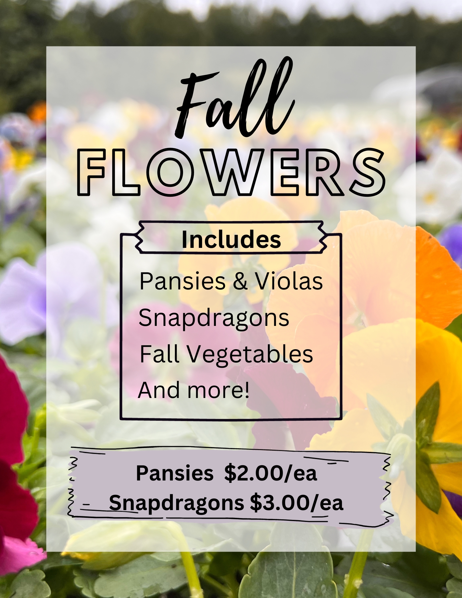 Our 2023 Fall Flowers are Here! – Matthews Greenhouses Inc