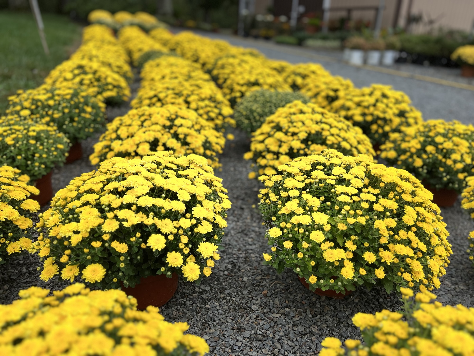 Mums are ON SALE! – Matthews Greenhouses Inc